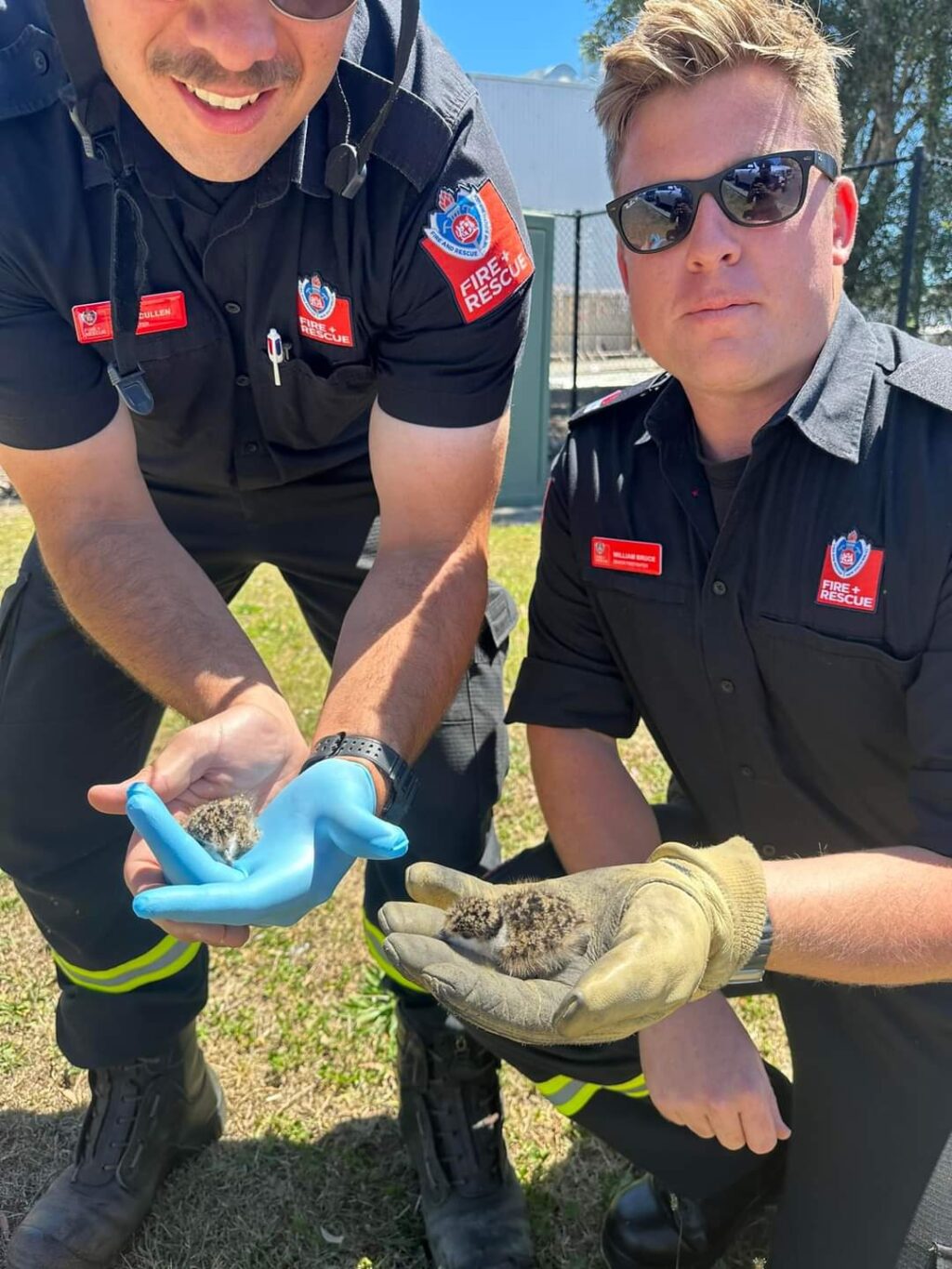 Fire and Rescue Rutherford: Dramatic Rescue of Baby Plovers from Storm ...